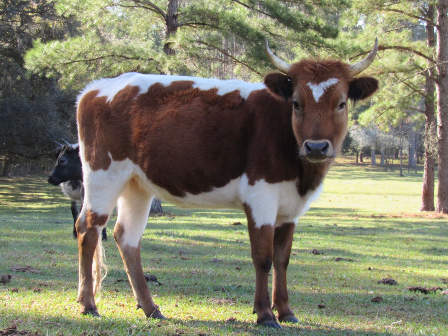 Florida First Cattle – A small-scale, family-owned, local farm ...