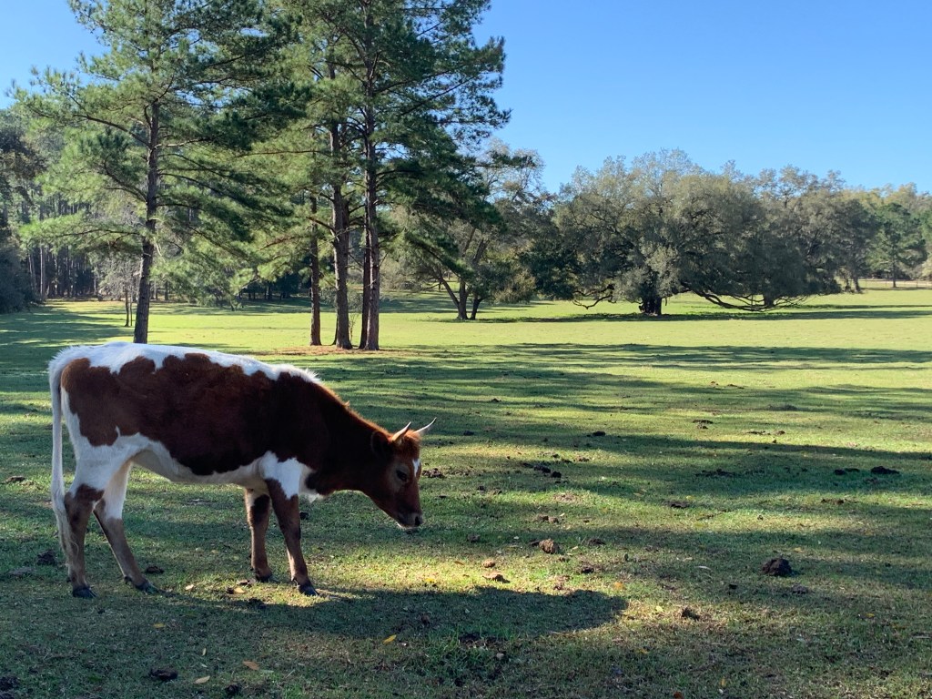 Florida First Cattle – A small-scale, family-owned, local farm ...