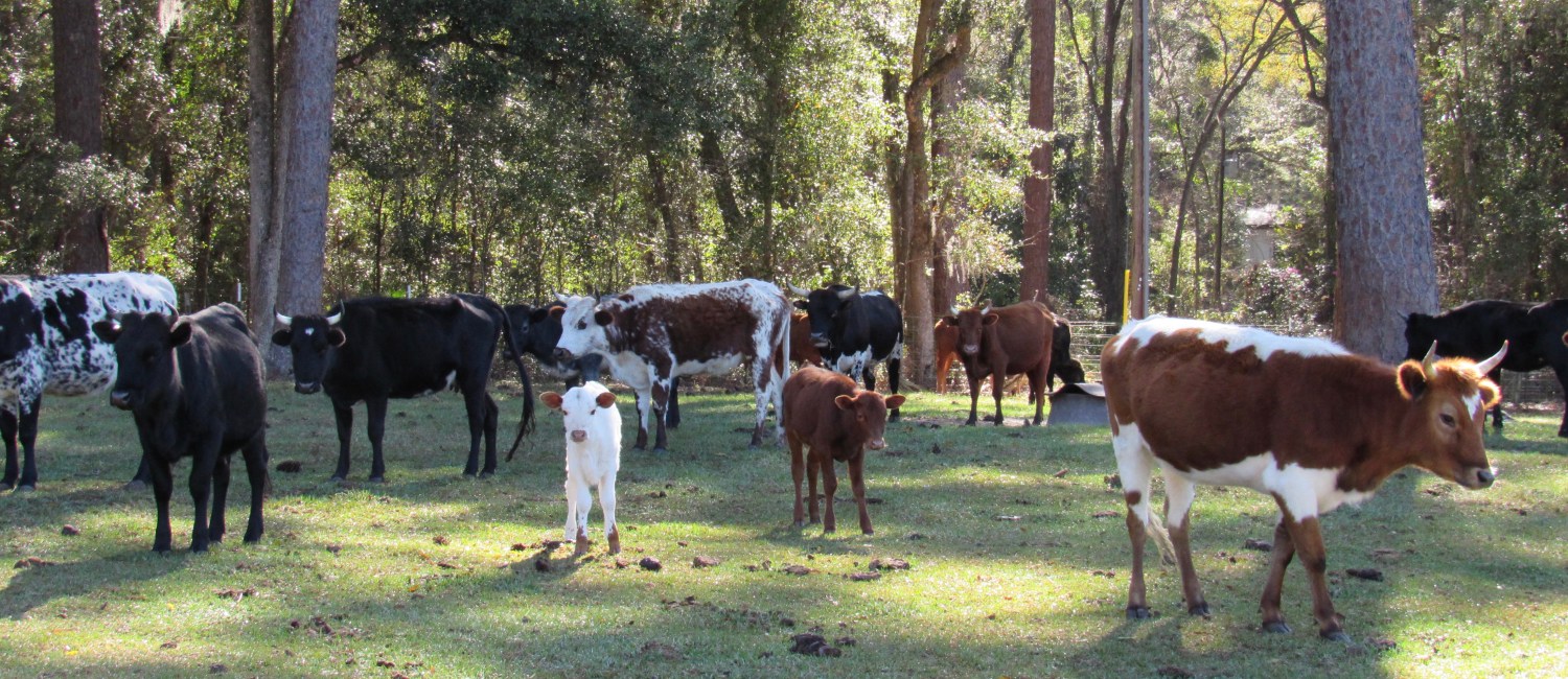 Florida First Cattle – A small-scale, family-owned, local farm ...