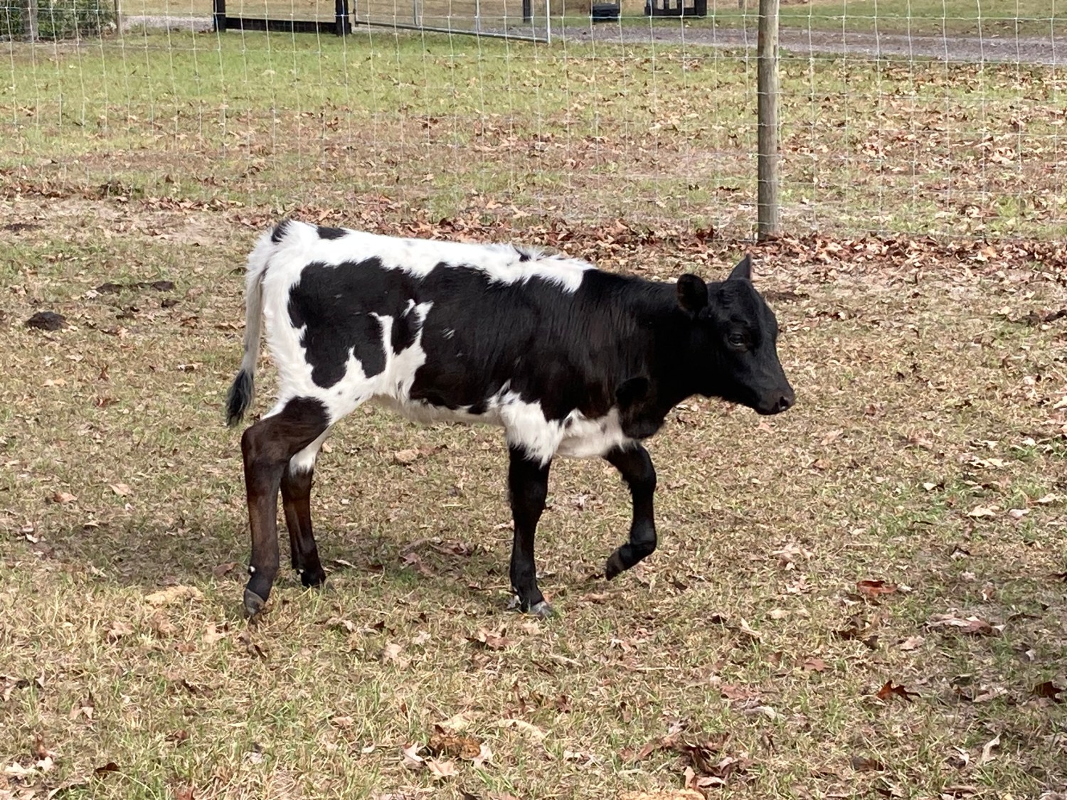 oreos-calf – Florida First Cattle